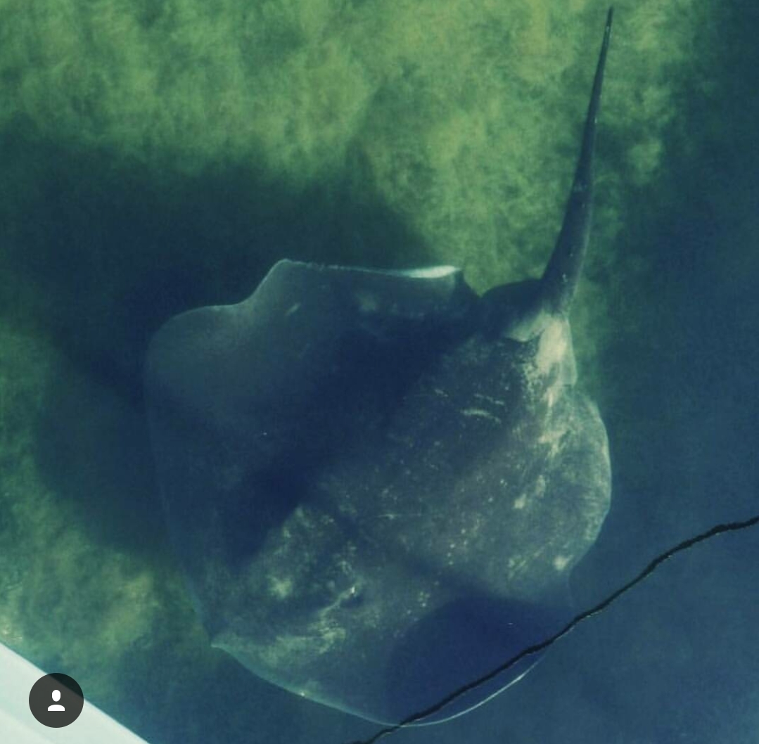 Rays and Skates of Port Phillip - Bay Fish N Trips