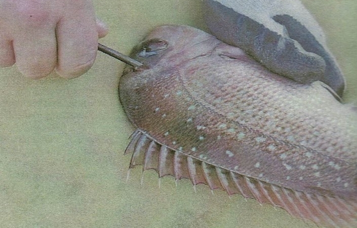 Iki Jime - brainspiking to dispatch fish - Bay Fish N Trips